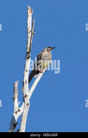 A Red Wattle Bird (Anthochaera carunculata) searching for insects in ...