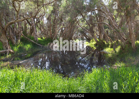 Paperbark Trees growing in the water at Flying Fox Swamp, Lorella ...