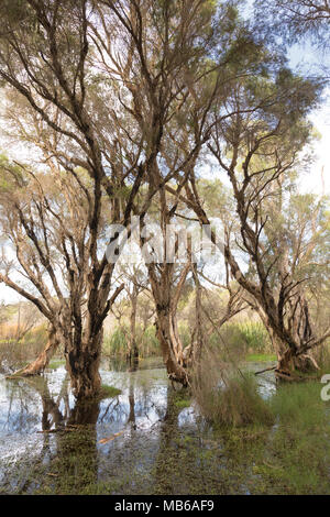 Swamp Paperbark trees (Melaleuca rhaphiophylla) growing in wetlands ...