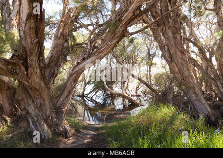 Swamp Paperbark trees (Melaleuca rhaphiophylla) growing in wetlands ...