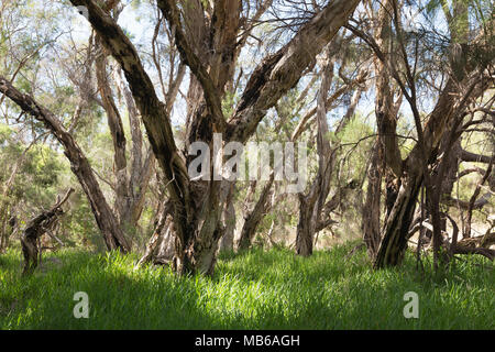 Swamp Paperbark trees (Melaleuca rhaphiophylla) growing in wetlands ...