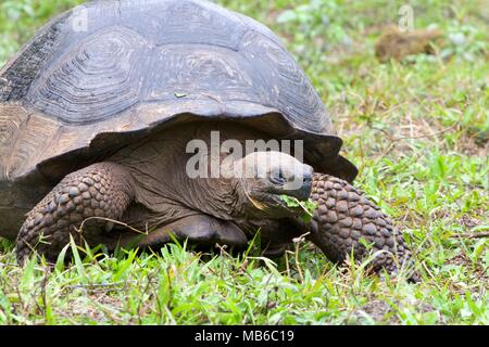 Galapagos Turtles in Ecuador Stock Photo - Alamy