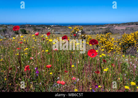 flowery meadow near the beach in a sunny day of spring with figs of ...