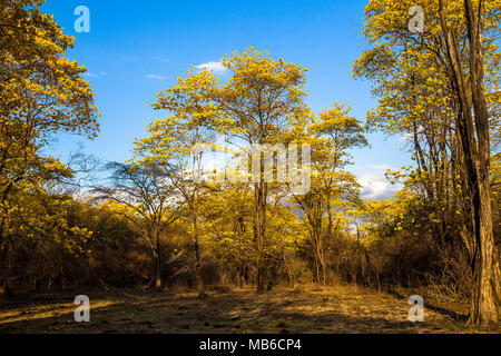 Trees of guayacán in flowering season. Ecuador, Loja Stock Photo - Alamy