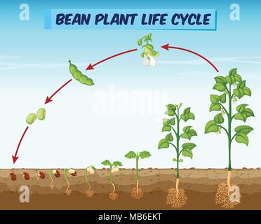 Diagram showing bean life cycle illustration Stock Vector Image & Art ...