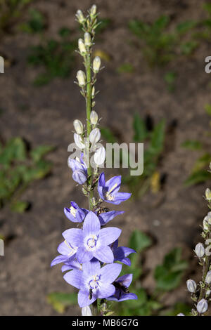 Chimney Bellflower (Campanula pyramidalis Stock Photo - Alamy