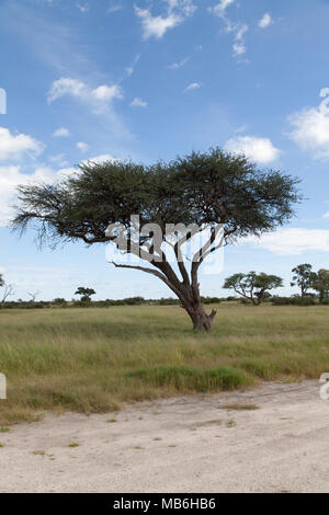 Acacia tree in Hwange National Park in Zimbabwe. Acacias are also known ...