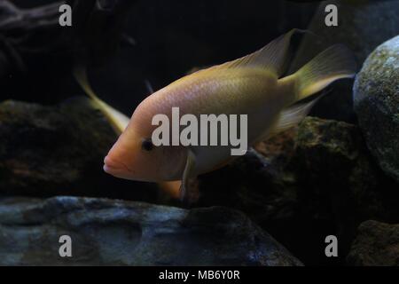 Red devil cichlid, Amphilophus labiatum Stock Photo - Alamy