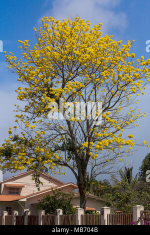 Beautiful yellow flowering tree, the Guayacan tree, with large bunches ...