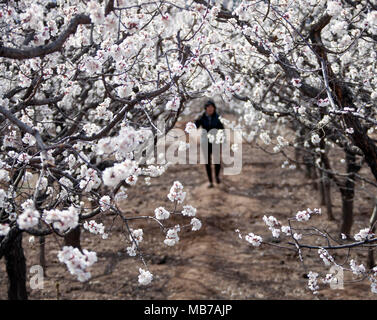 Tangshan, China's Hebei Province. 7th Sep, 2017. Farmers air walnuts at ...