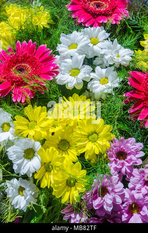 Red, orange, and yellow Heliopsis helianthoides, also known as oxeye ...