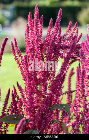 Prince-of-Wales feather, prince's-feather (Amaranthus hypochondriacus ...
