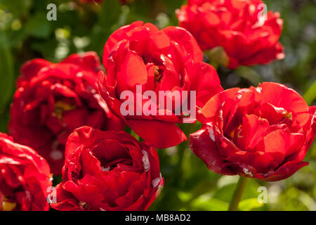 'Abba' Double Early Tulip, Tidig fylld tulpan (Tulipa gesneriana Stock ...