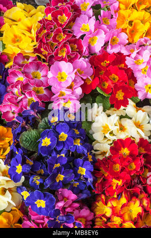 Mixed Primrose Primulas of various colours in flower in early Spring ...