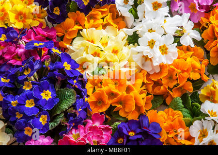 Mixed Primrose Primulas of various colours in flower in early Spring ...