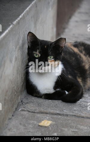 Cat in Casco Viejo Panama Stock Photo - Alamy