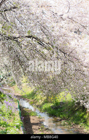 Shibuya Stream and Shibuya River, Shibuya-Ku, Tokyo, Japan Stock Photo ...