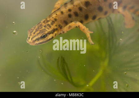 Male smooth newt, also called common newt (Lissotriton vulgaris) in ...