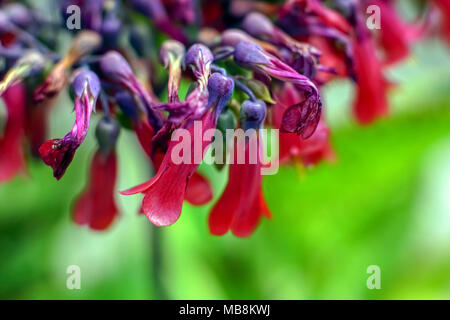 Red bell flowers closeup with selective focus Stock Photo - Alamy