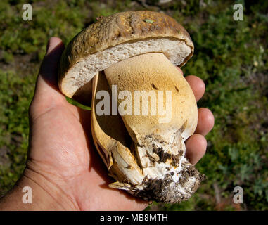 Boletus edulis species. A large King Bolete mushroom found along Trail ...