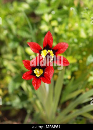 Sparaxis in bloom Stock Photo - Alamy