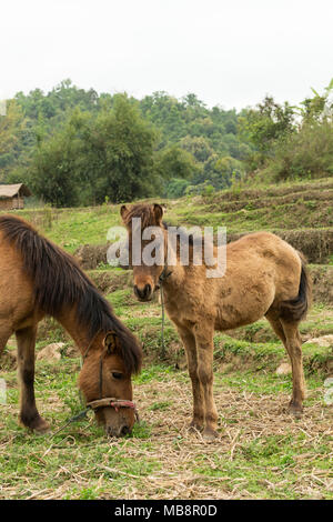 Wild Hmong horses rice fields Laos Asia Animal Stock Photo - Alamy