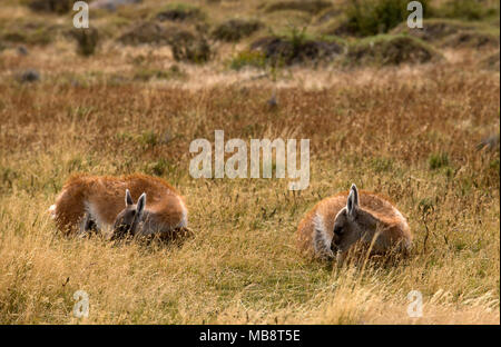 2 young Guanacos, known as Chulengos laying in grass feeding, Torres ...