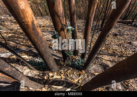 Eucalyptus forest sprouting, after overcoming a fire Stock Photo - Alamy