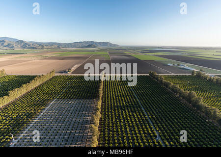 Aerial view orchards California Stock Photo - Alamy