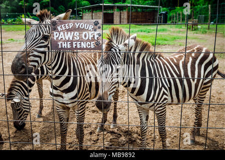 Zebra Zoo Captive Animal Cage Stock Photo - Alamy