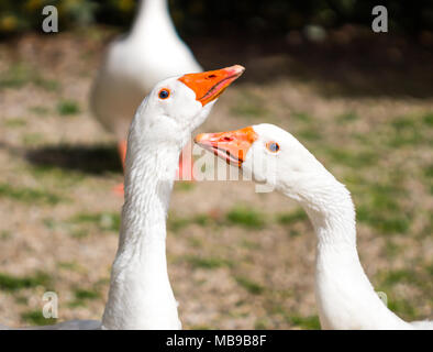 Closeup of two white swans in a park Stock Photo - Alamy