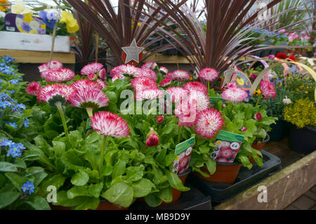 Percy Thrower's Garden Centre Wyevale, Shrewsbury, Shropshire, United ...