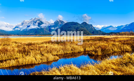 The snow covered Coast Mountains surrounding Pitt-Addington Marsh at ...