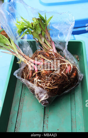 Oriental Lilium or Lilies bulbs sprouting Stock Photo - Alamy