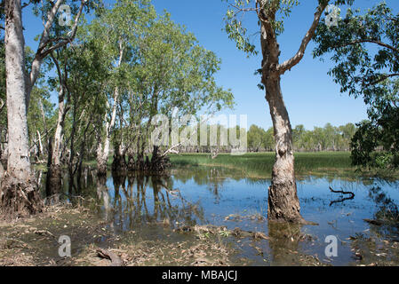 Tabletop Swamp in Litchfield National Park, Northern Territory ...
