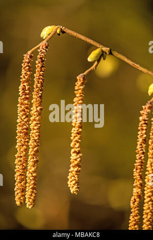 Hazelnut blossom in Germany in springtime Stock Photo - Alamy