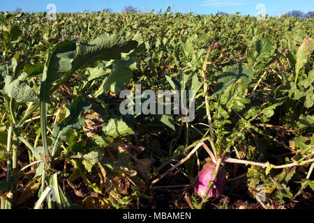 Field of stubble turnips, Shropshire, England, UK Stock Photo - Alamy
