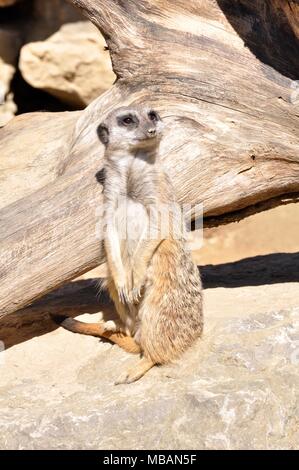 Meerkats or suricate Suricata suricatta Stock Photo - Alamy