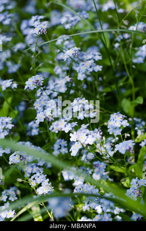 Pale blue small beautiful forget-me-nots flowers bloom in a meadow ...