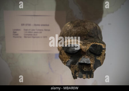 Skull of hominid, Homo erectus, East of Lake Turkana, Kenya, Africa. 1 ...