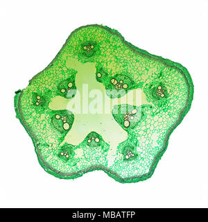 Light photomicrograph of Cucurbita stem cross section seen through ...