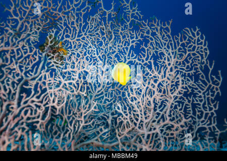 Coral reef underwater. White branching acropora with yellow porites and ...