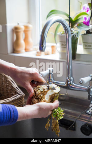 Cutting off the roots from Celeriac 'Monarch' Stock Photo - Alamy