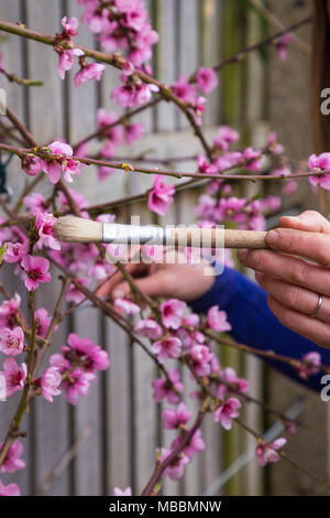 Fan-trained peach (Prunus persica 'Peregrine') growing against a wall ...
