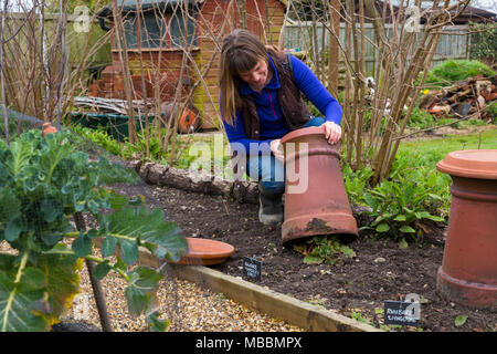 Female gardener lifting forcer to check growth of Rhubarb 'Timperley ...
