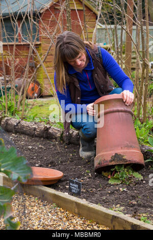 Female gardener forcing Rhubarb 'Timperley Early' with a chimney pot ...