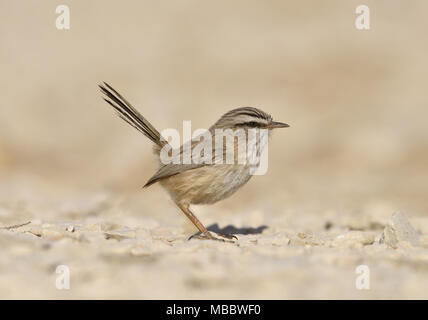 Streaked scrub warbler, Scotocerca inquieta,. The Asir Mountains, Saudi ...
