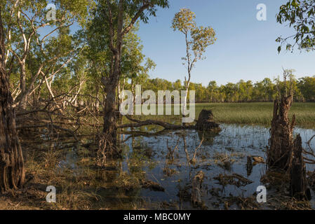 Tabletop Swamp in Litchfield National Park, Northern Territory ...