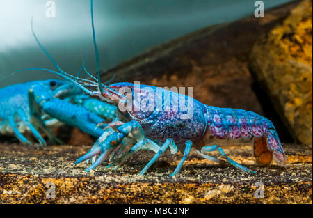red swamp crawfish (Procambarus clarkii) poised for attack in the ...