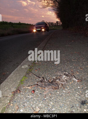 A squashed rat on the roadside Stock Photo - Alamy